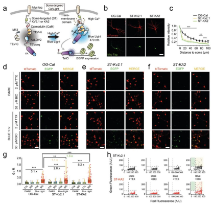 【新品推荐】光钙新工具：ST-Cal-Light - 知乎