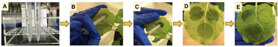 分裂荧光素酶互补成像研究本氏烟草中的蛋白质互作 - 知乎