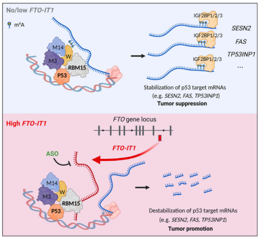 国自然热点 | LncRNA在基因表达调控中的分子机制 - 知乎