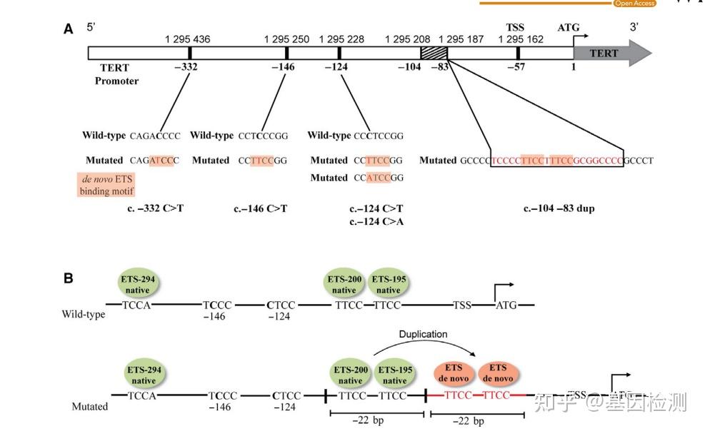 甲状腺癌中TERT启动子突变谱及其激活机制 - 知乎