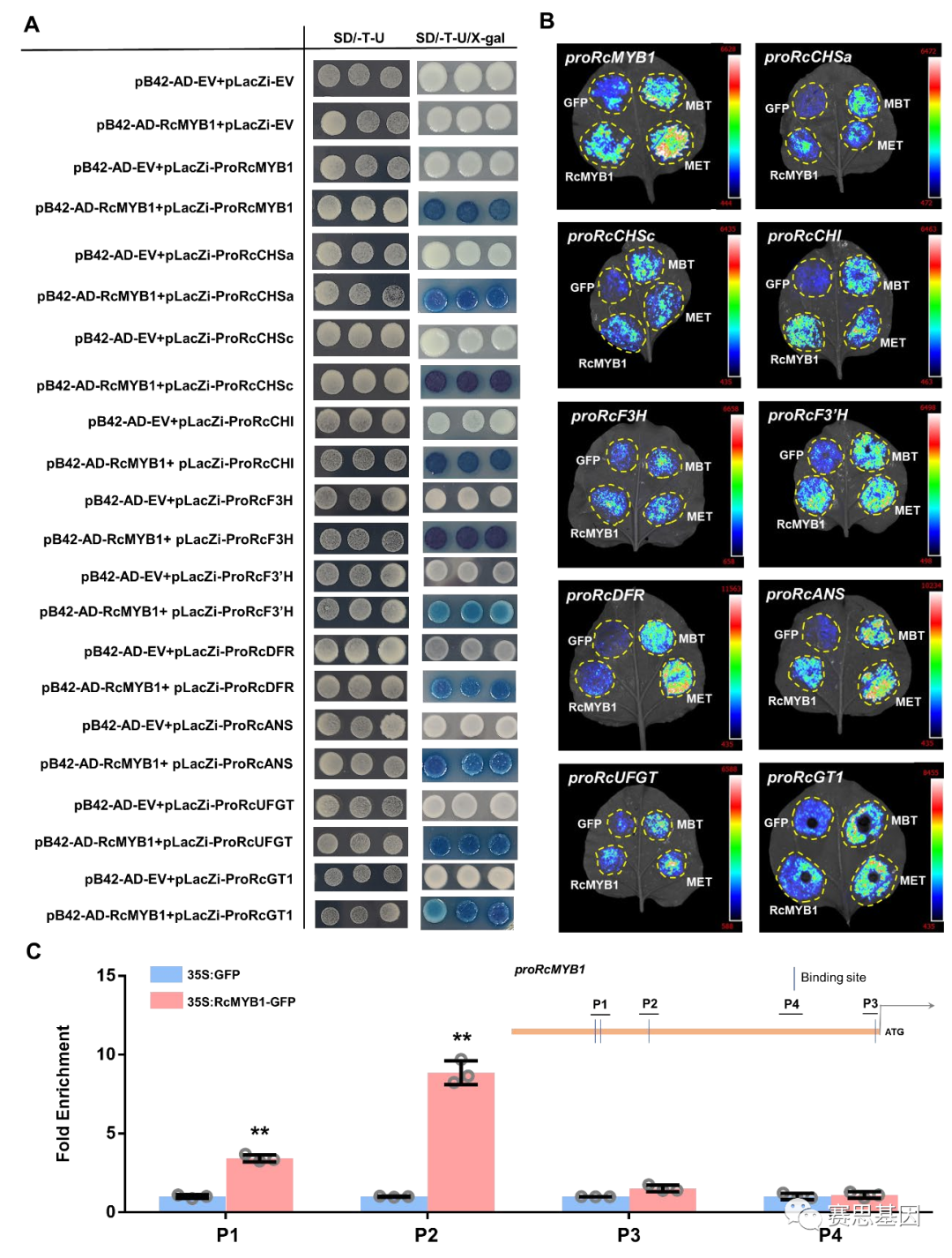 【Hortic Res】MYB转录因子RcMYB1在玫瑰花青素的生物合成中起着核心作用 - 知乎