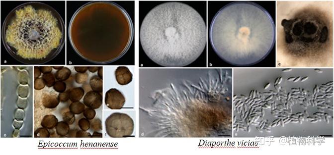 Mycosphere 中国农业大学植物保护学院全面解析了两种绿肥作物内生真菌多样性 知乎