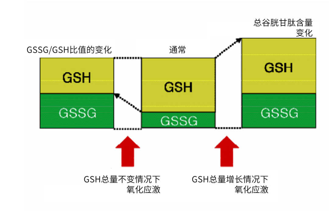 氧化应激初学者实验指南 - 知乎