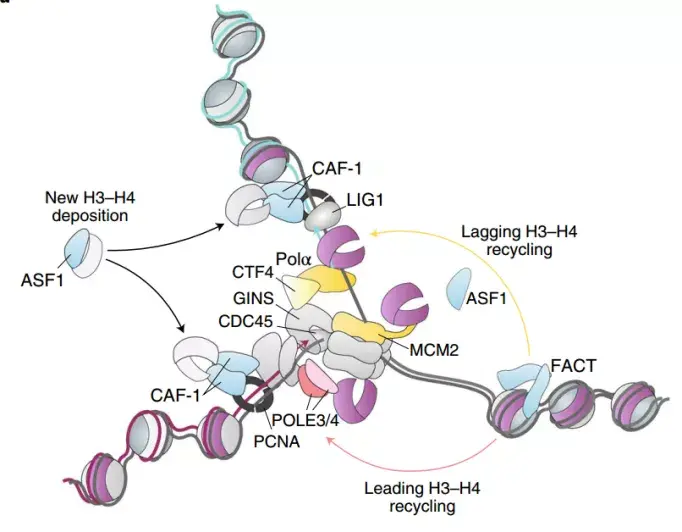 『珍藏版』NCB综述 | 染色质复制与细胞的表观遗传记忆 - 知乎