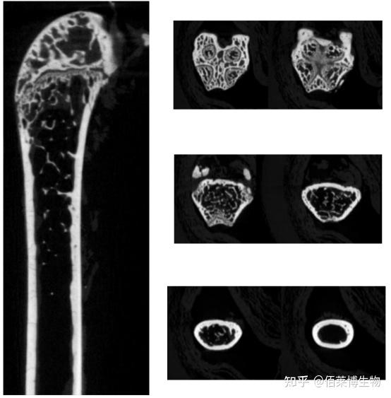 小动物CT（micro-CT）检测分析服务 - 知乎