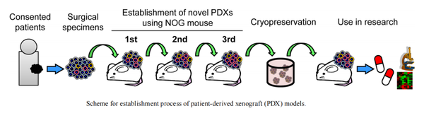 关于PDX模型，你了解多少？ - 知乎