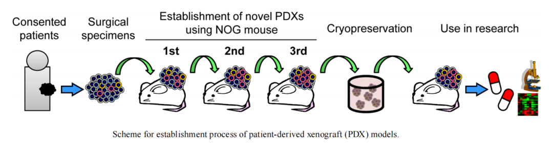 关于PDX模型，你了解多少？ - 知乎