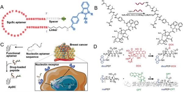 核酸适体偶联药物（ApDC）在肿瘤治疗中的最新进展 - 知乎