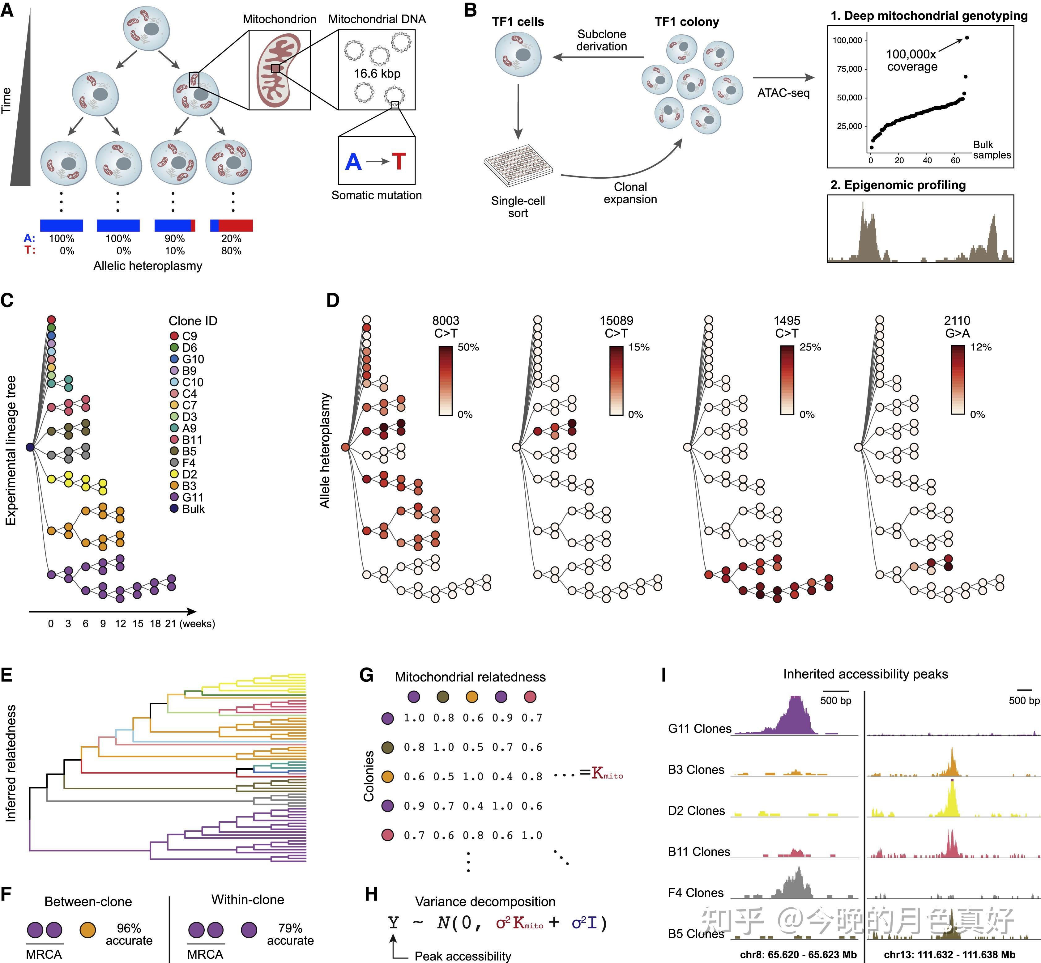 Lineage Tracing in Humans Enabled by Mitochondrial Mutations and Single ...