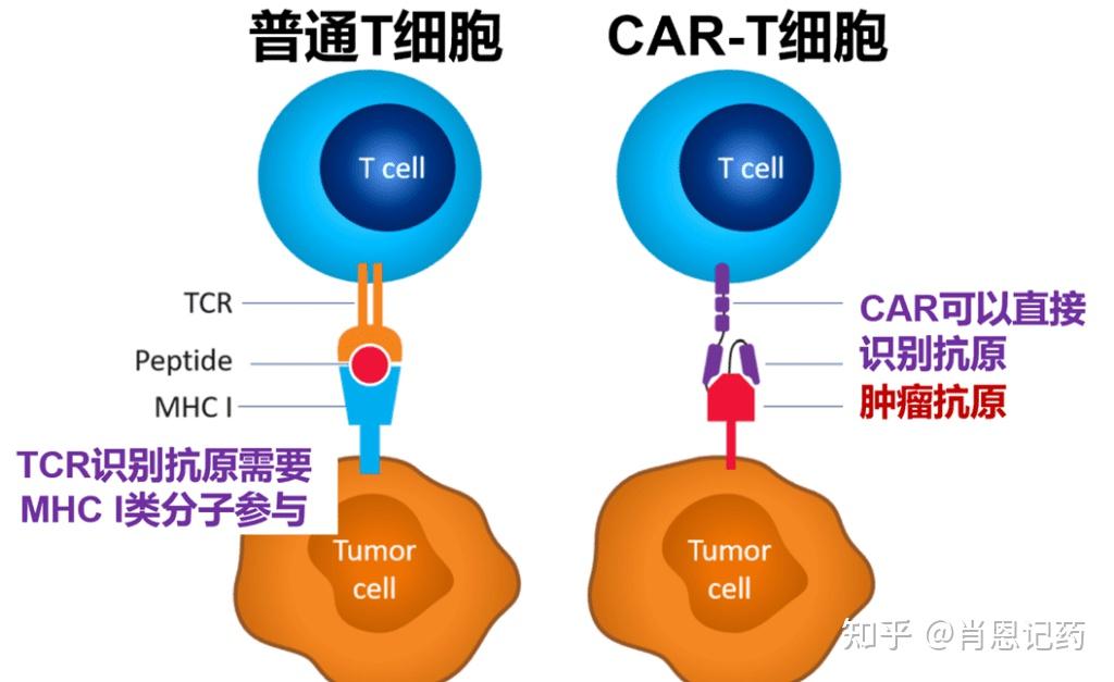 记住所有FDA生物药 | 4款CD19 CAR-T | 阿基仑赛、瑞基奥仑赛、替基仑赛，布基奥仑赛 | 大B细胞淋巴瘤 - 知乎