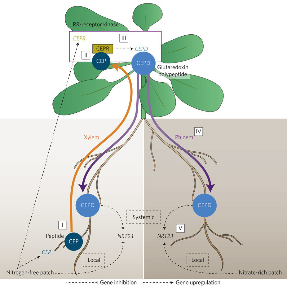 Nature Commun. | 植株应对氮缺乏的“新武器”——可移动多肽CEPDL2 - 知乎