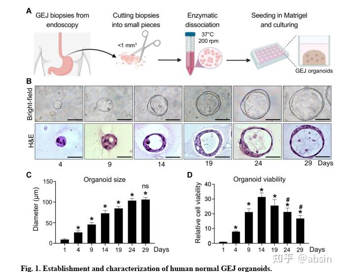 造模新方向—crispr Cas9基因编辑类器官模型 知乎