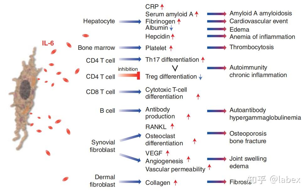 炎性多因子检测之白介素细胞6(IL-6) - 知乎