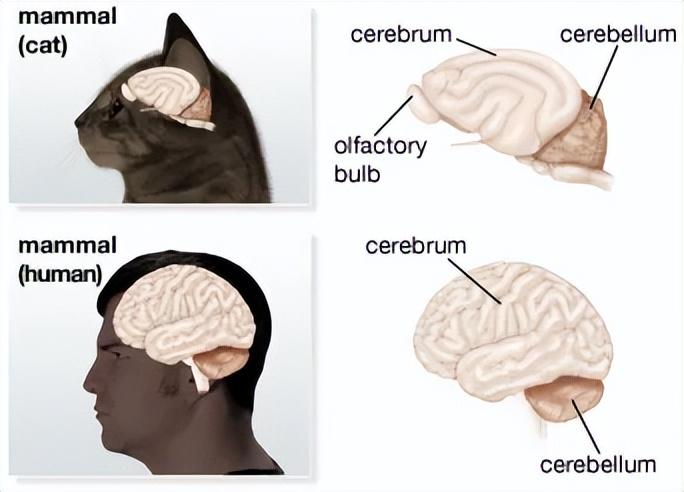 猫咪发呆时，都会想些啥？ - 知乎