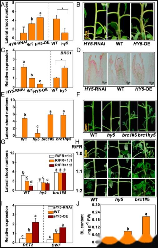 【PNAS】HY5通过整合依赖BRC1的激素信号，从而在番茄芽的生长过程中发挥作用 - 知乎