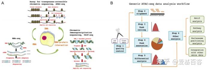 综述解读 | 一文了解ATAC-Seq技术的发展、原理、应用和未来趋势 - 知乎