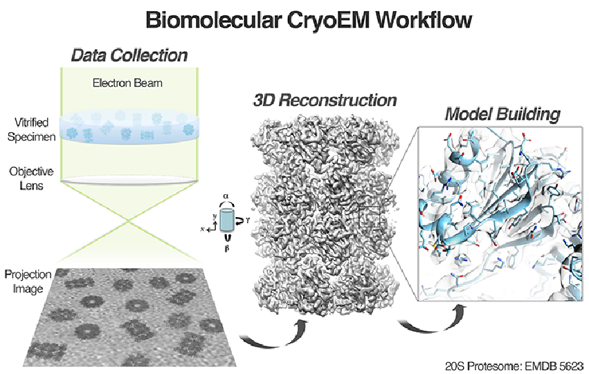 冷冻电镜的基本原理与应用-测试狗·科研服务