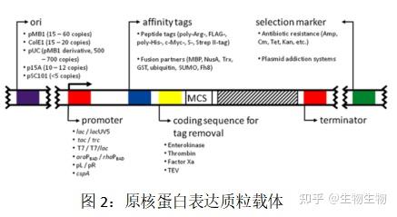 一文读懂原核蛋白表达 - 知乎