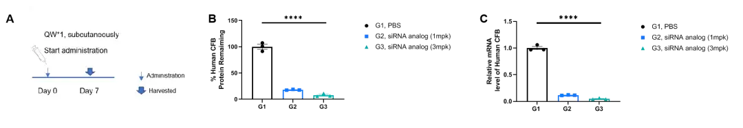 小核酸药物临床前动物模型的选择和应用 - 知乎