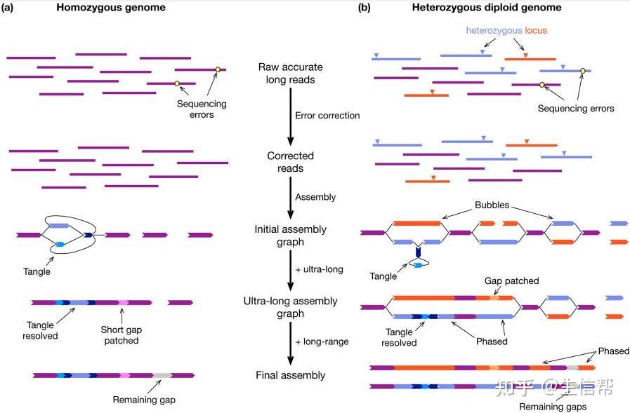 李恒大牛综述｜T2T时代的基因组组装 - 知乎