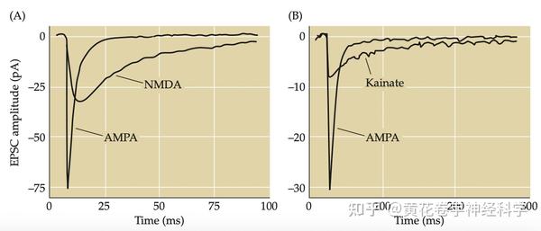 神经递质及其受体：神经元发挥作用的“子弹“ - 知乎