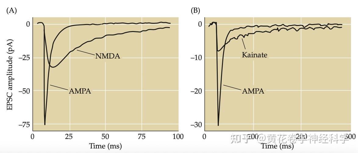 神经递质及其受体：神经元发挥作用的“子弹“ - 知乎