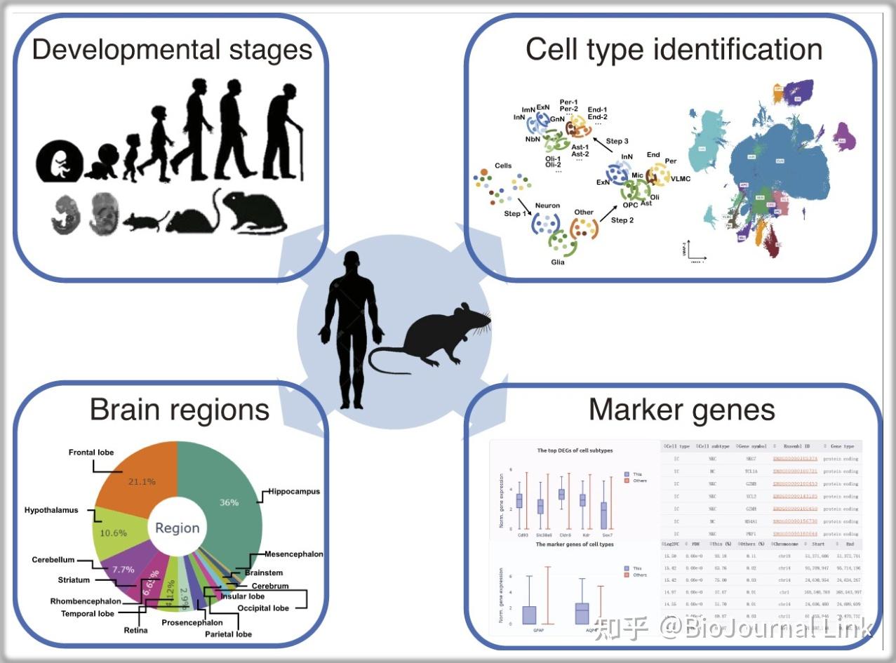 数据库介绍 | STAB2：一个人类和小鼠大脑的空间时间细胞图谱的更新版 - 知乎