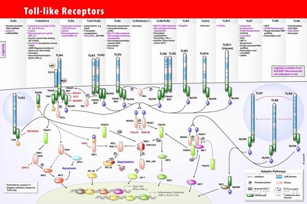 最全的TLR抗体及识别模式相关配体在这里啦 - 知乎