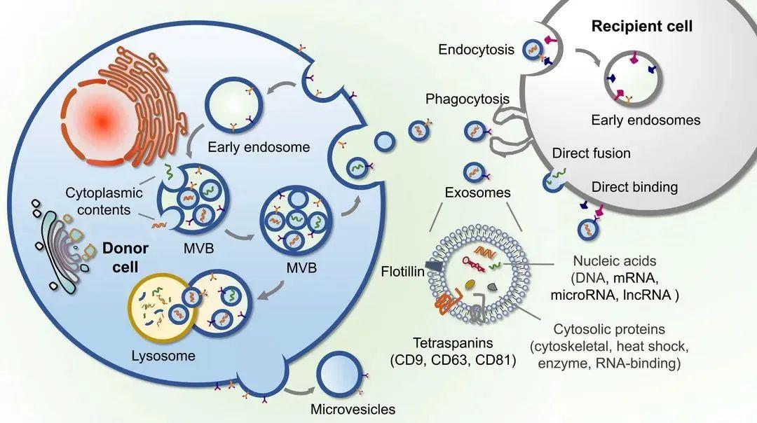 【高分文献套路解读】“外泌体+巨噬细胞”经典玩法，8张图拿下30分+！ - 知乎