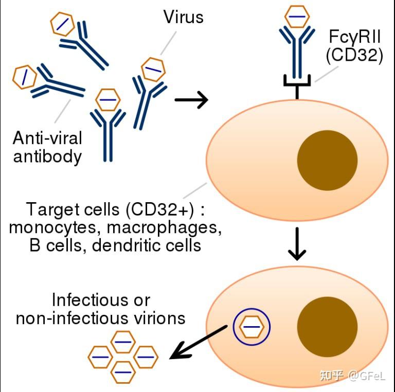 什么是ADE效应？一文读懂ADE效应 - 知乎