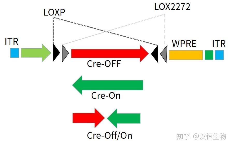 从原理到应用，Cre/Loxp及相关重组酶系统大全 - 知乎