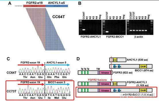 FGFR2融合之思考 - 知乎