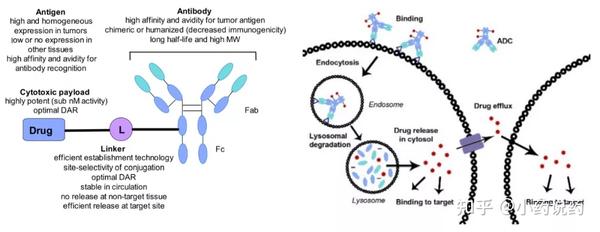 收藏！ADC全景概况（payload，linker，conjugate和Endocytosis） - 知乎