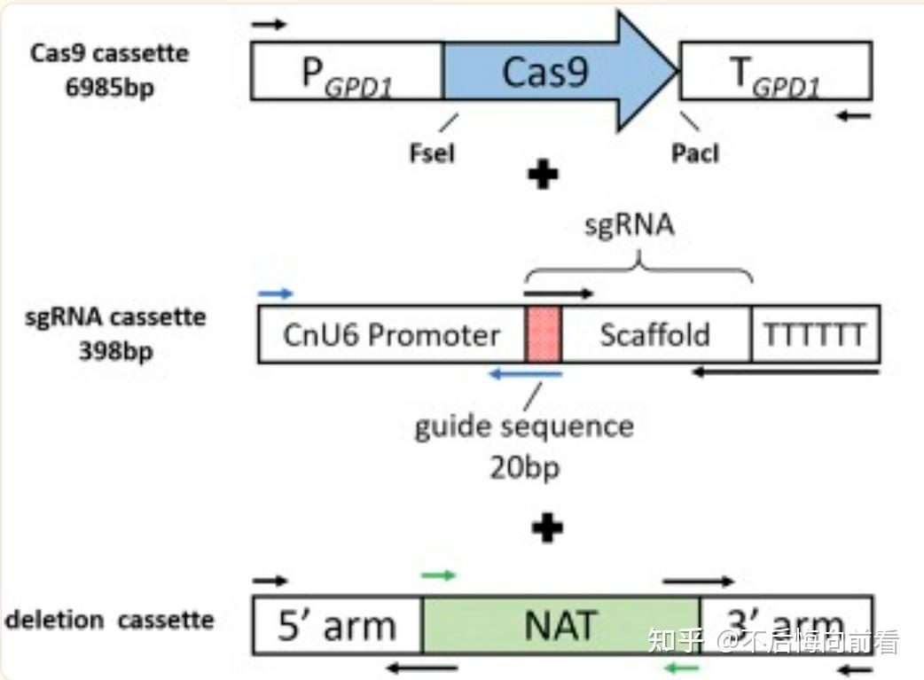 Crispr-Cas9技术 - 知乎