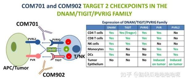 TIGIT靶点调研 - 知乎