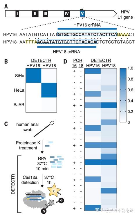CRISPR-Dx技术mini-review - 知乎