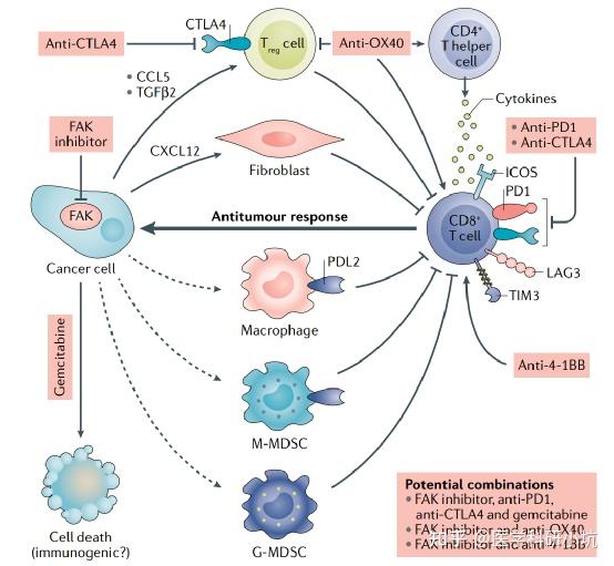 Nat Rev Cancer综述: 靶向FAK的抗癌联合疗法 - 知乎