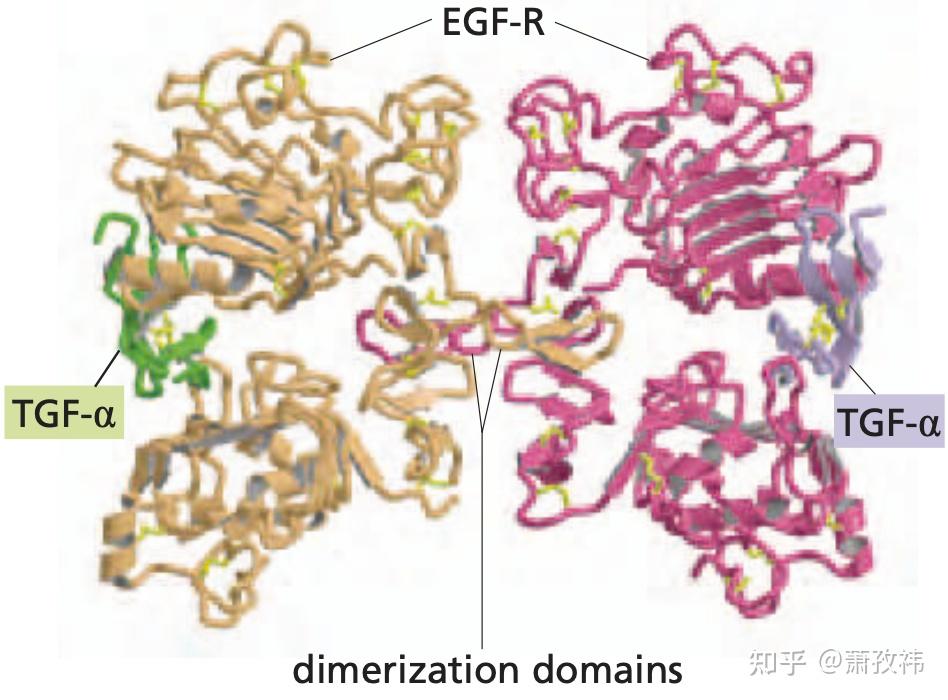 万字拆解EGFR - 知乎