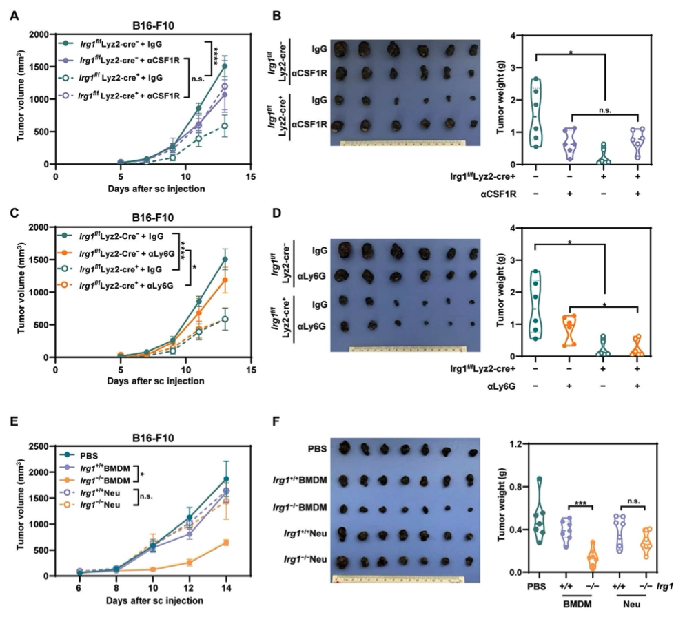 Science Advances丨靶向 IRG1 可逆转肿瘤相关巨噬细胞的免疫抑制功能并增强癌症免疫治疗 - 知乎