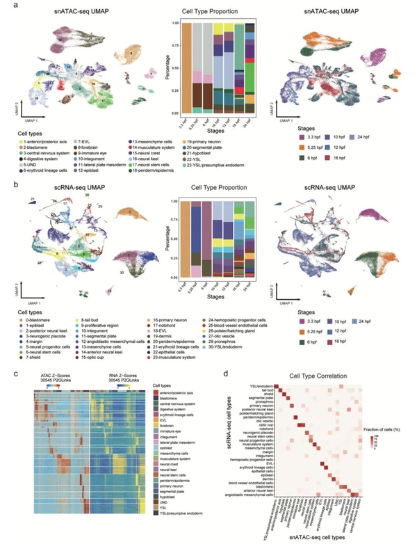 Nature子刊 | snATAC-seq 揭示斑马鱼胚胎早期发育过程中的单核染色质景观 - 知乎