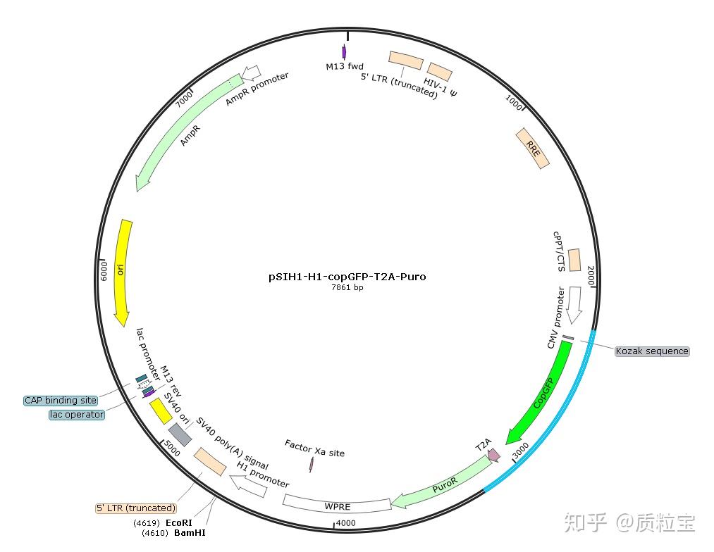 pSIH1-H1-copGFP-T2A-Puro 慢病毒shRNA载体 RNAi载体GFP Puro - 知乎
