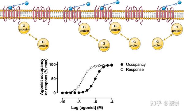 G蛋白耦联受体：混杂的信号迭递 - 知乎