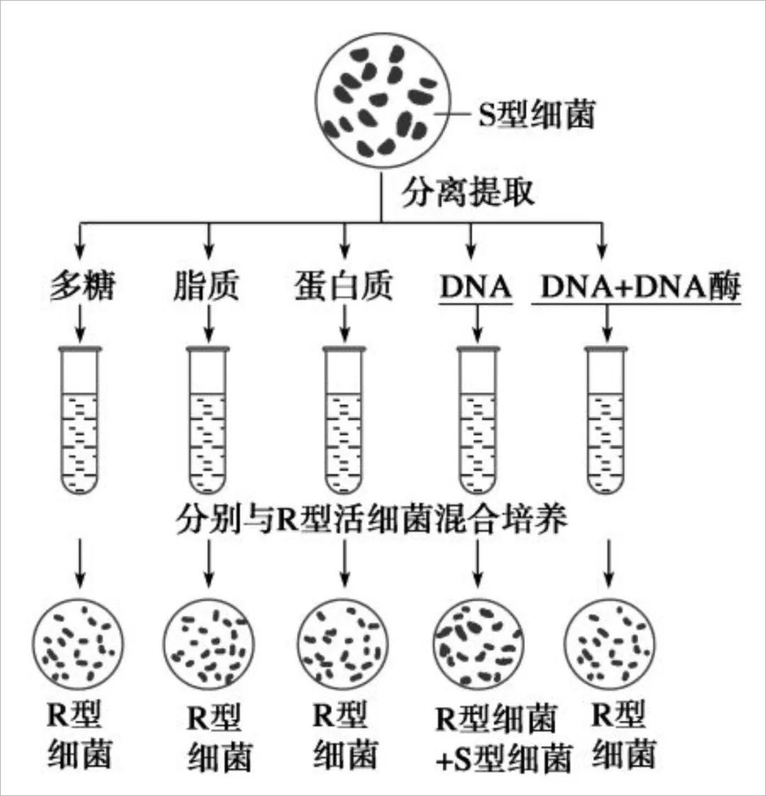 DNA简史：遗传物质的发现之旅 - 知乎