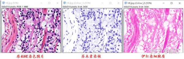 ImageJ高效图片分析技巧 - 知乎