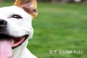 Albumentation文档 - 知乎