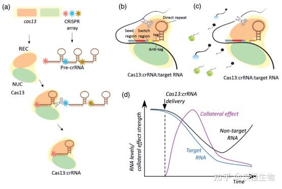 CRISPR-Cas系统的RNA编辑神器——Cas13 - 知乎