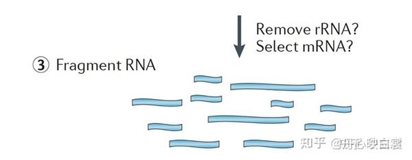 学习笔记|一文掌握RNA-seq理论部分 - 知乎