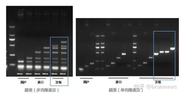技术分享：无缝克隆——让载体构建更easy （文末送福利） 知乎