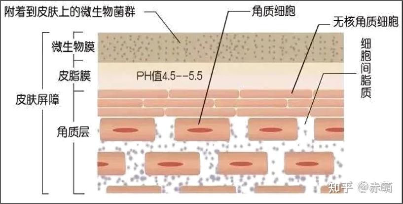 技术解读 化妆品体外透皮研究 离体皮肤和3d皮肤模型的选择及方案设计 知乎