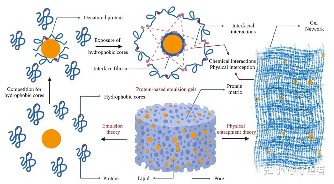 Food Hydrocolloids：蛋白质基乳液凝胶作为递送生物活性物质的材料：形成、结构、应用及挑战 - 知乎